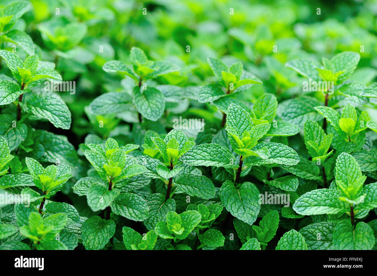 green mint crops in growth at garden Stock Photo - Alamy