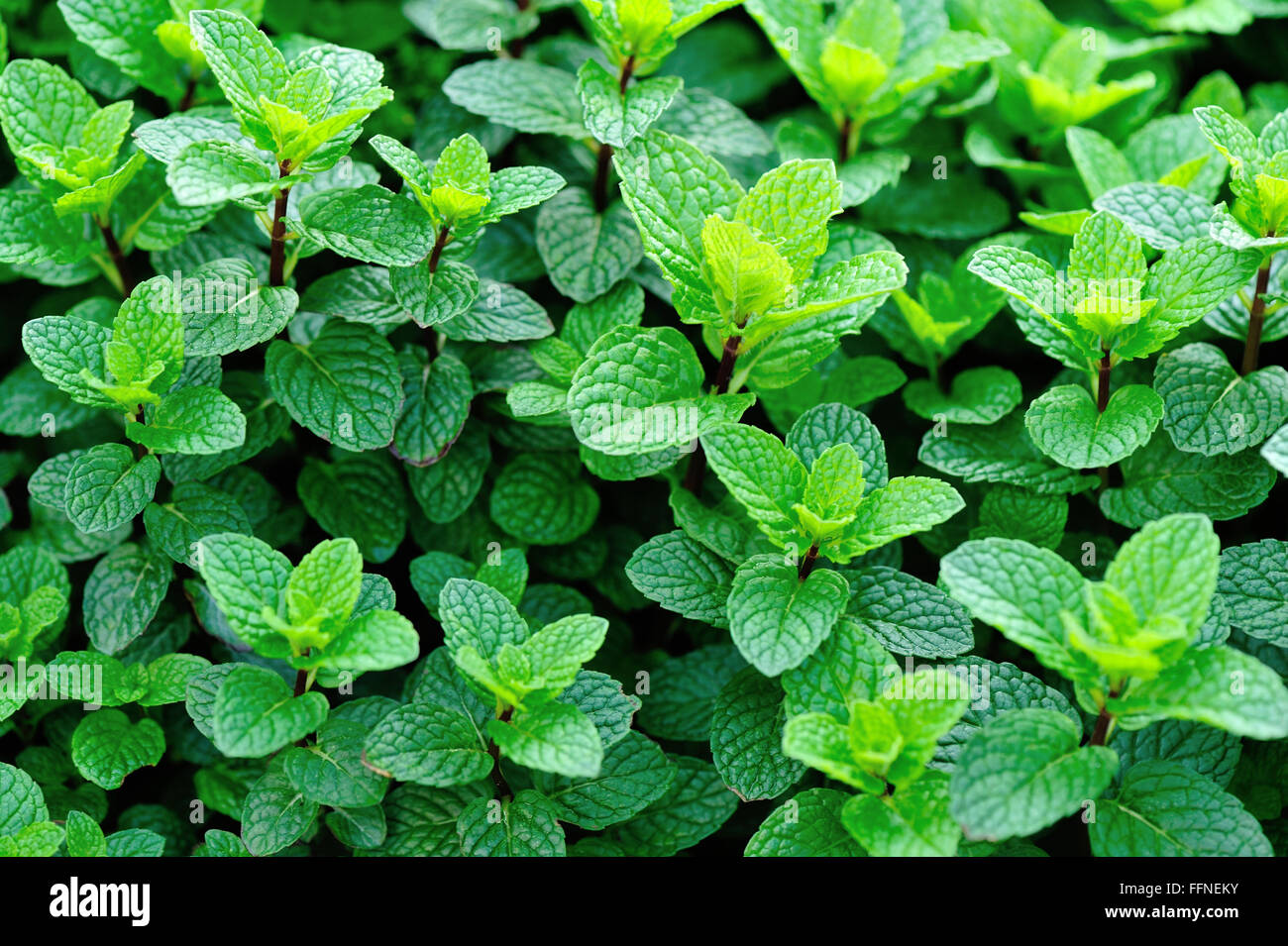 green mint crops in growth at garden Stock Photo - Alamy