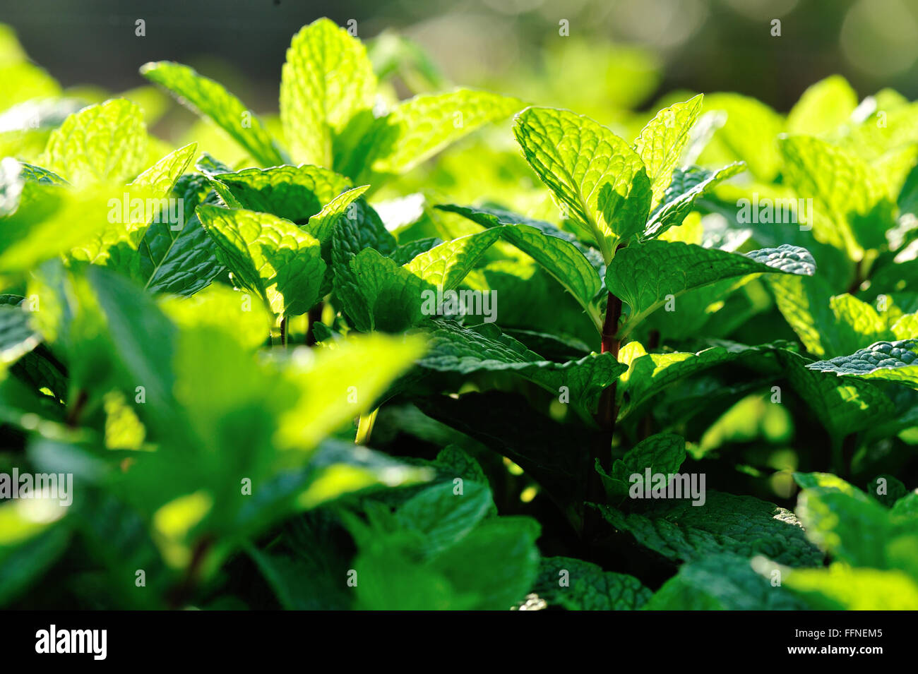 green mint crops in growth at garden Stock Photo - Alamy