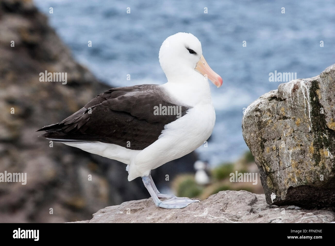 Adult animal offspring ocean hi-res stock photography and images - Alamy