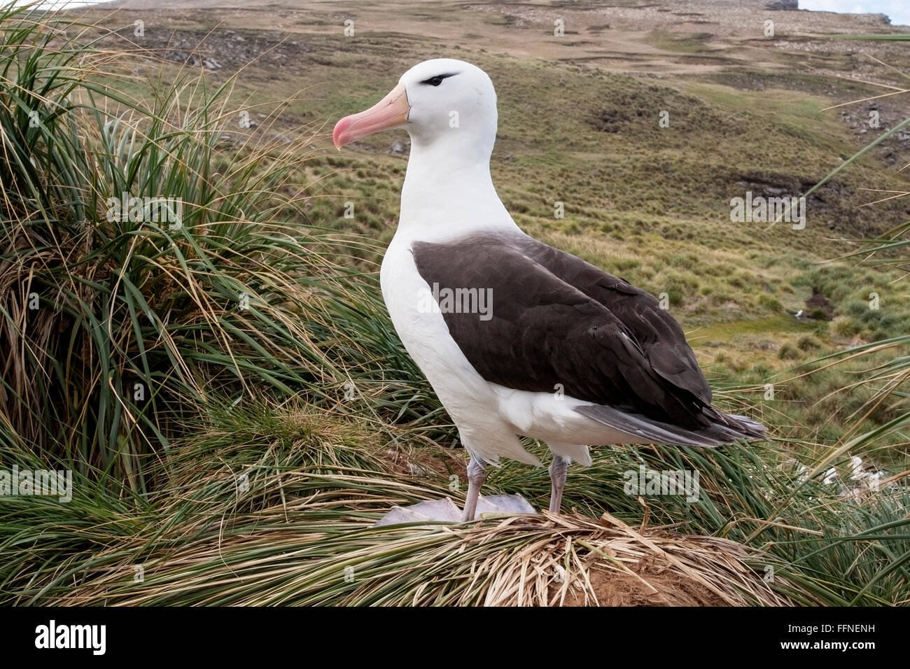 black-browed albatross (Thalassarche melanophris) adult standing at ...