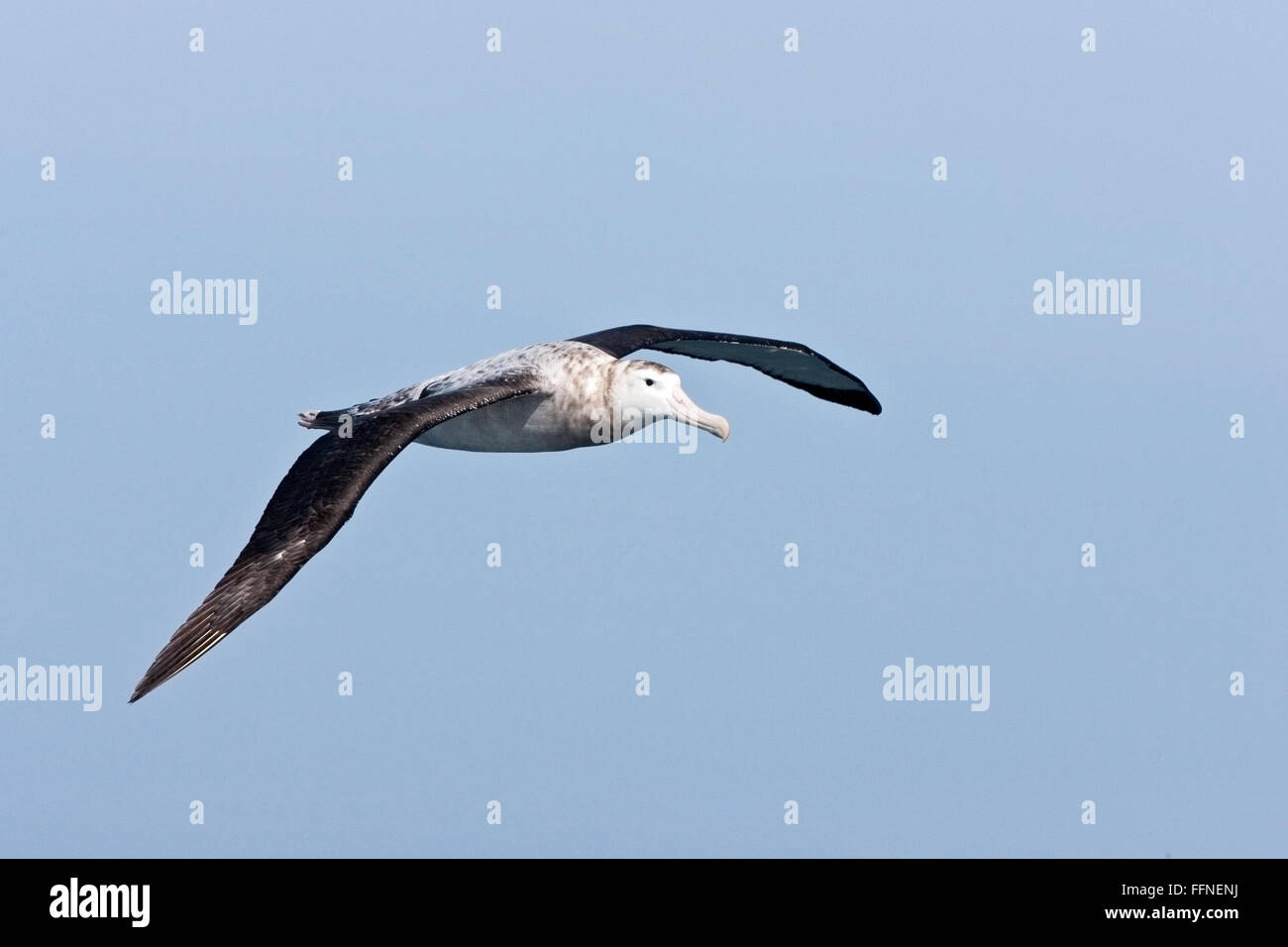 Ancient mariner albatross hi-res stock photography and images - Alamy