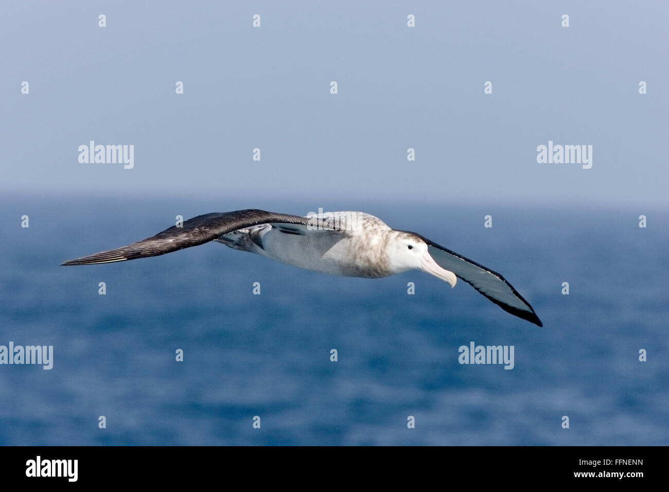 wandering albatross (Diomedea exulans) immature bird in flight over ...