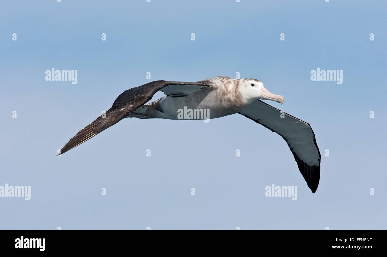 Albatross over boat hi-res stock photography and images - Alamy