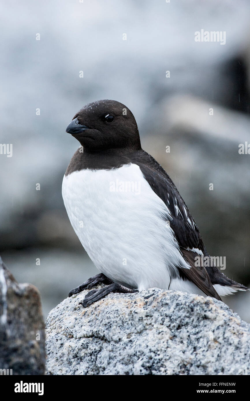 Little auks on rock alle hi-res stock photography and images - Alamy
