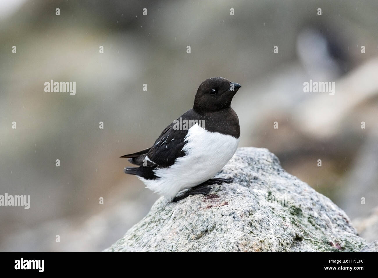 little auk or dovekie (Alle alle) adult standing on boulder on scree ...