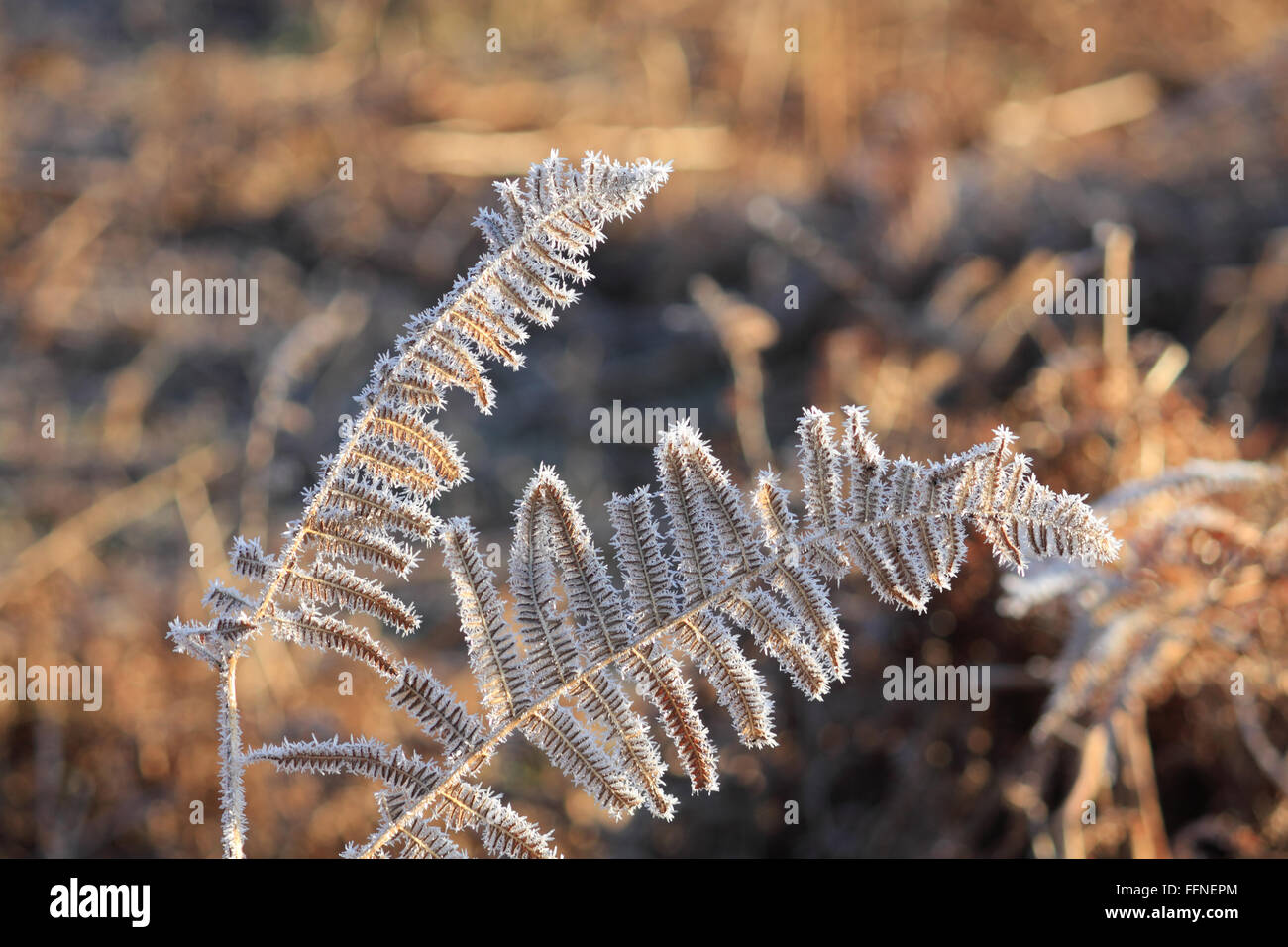 London winter sunny frost hi-res stock photography and images - Alamy