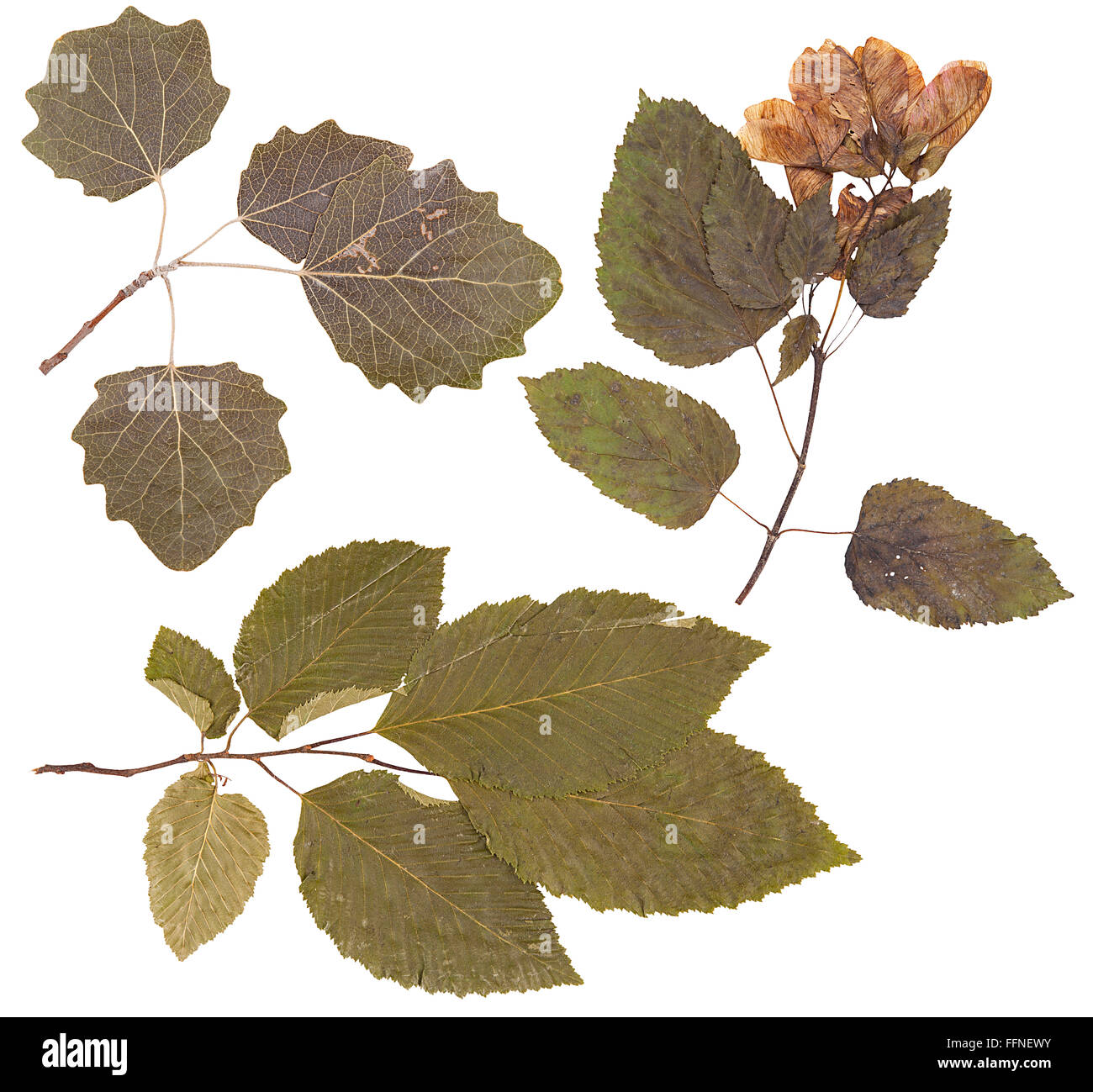 Pressed dried herbarium of various plants, isolated Stock Photo - Alamy