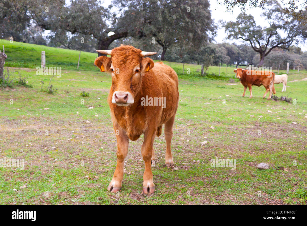 Urban cow farm hi-res stock photography and images - Alamy