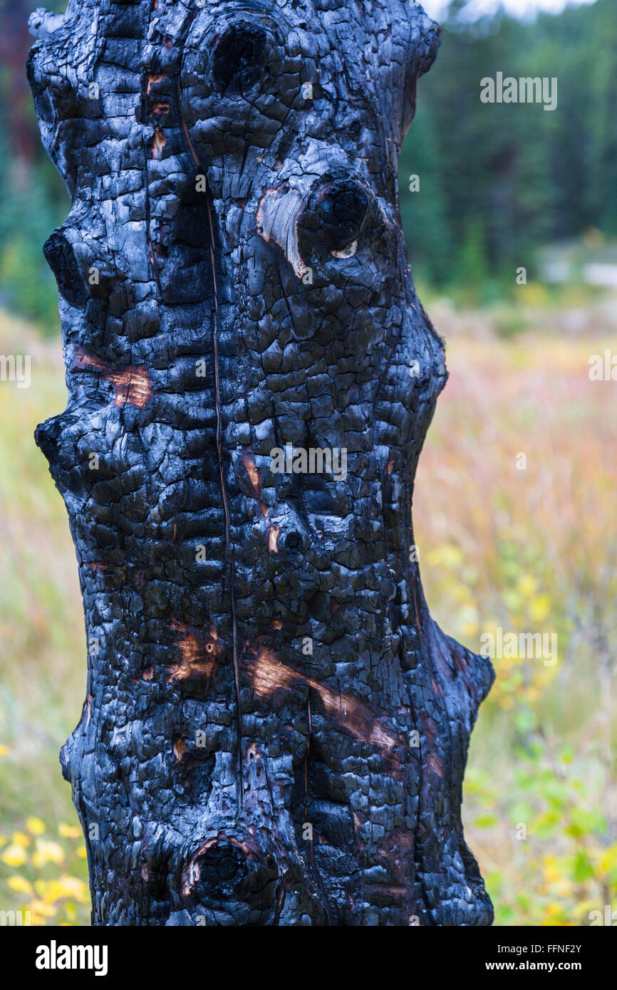 Burned forest, forest fire, Sawback, Bow Valley Parkway, Banff ...