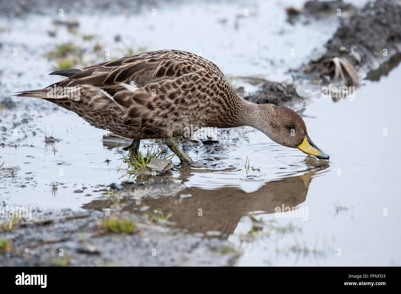 South Georgia pintail duck (Anas georgica georgica) adult on beach ...
