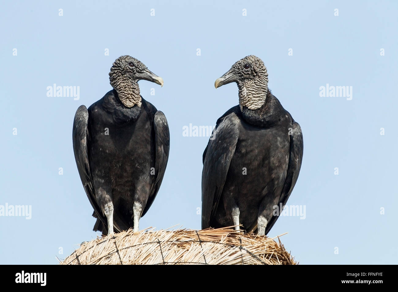 American black vulture (Coragyps atratus) two adults perched on dry ...