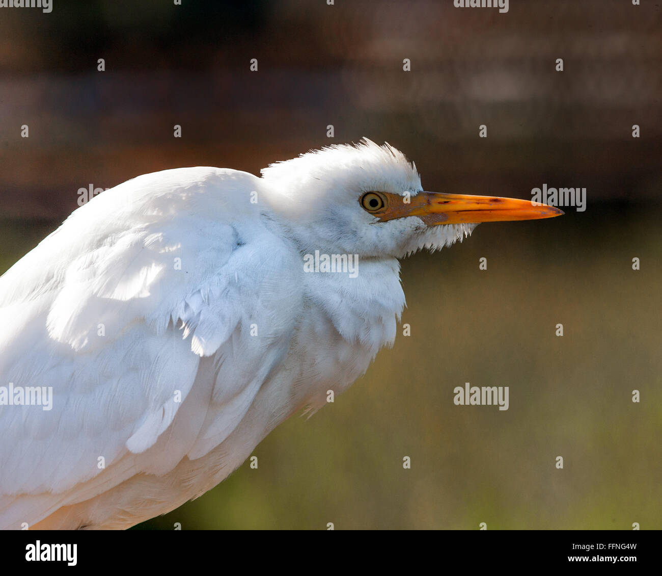 Delray Beach, Palm Beach County, USA. 23rd Jan, 2016. A Cattle Egret ...