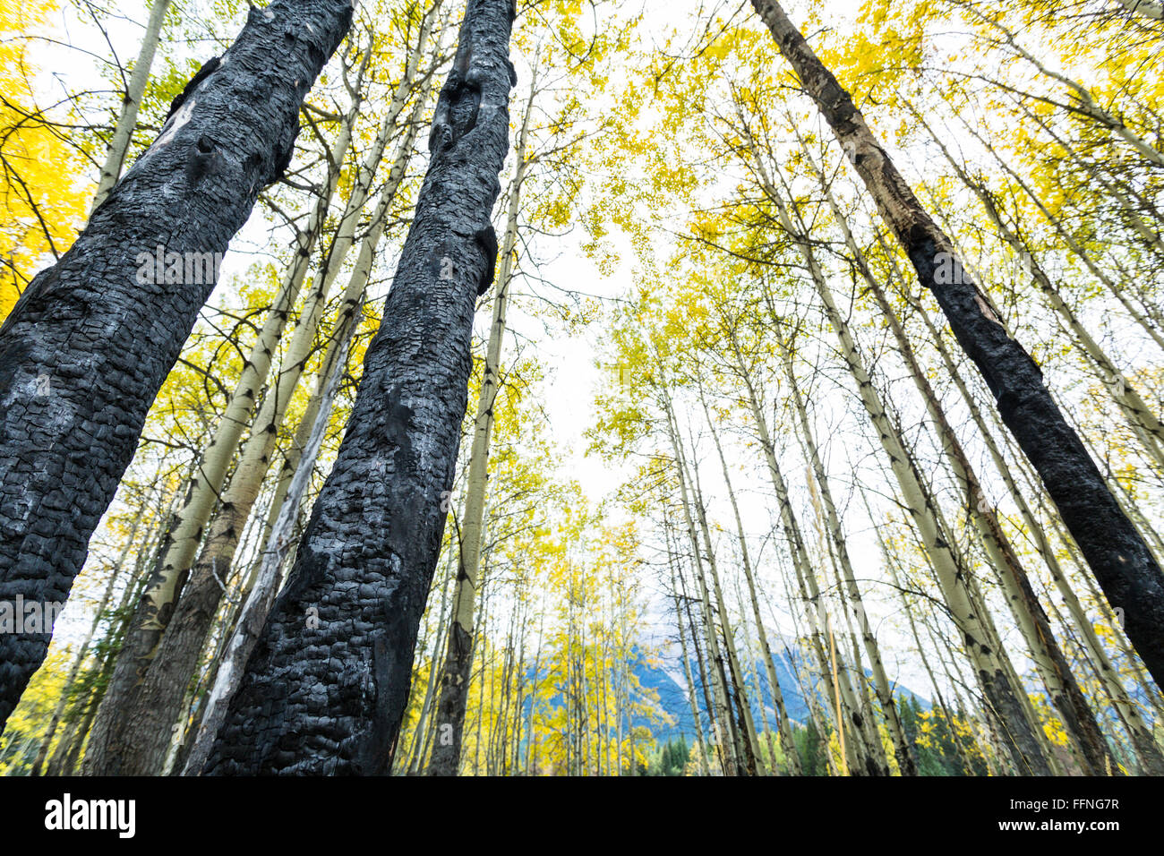 Burned forest, forest fire, Sawback, Bow Valley Parkway, Banff ...