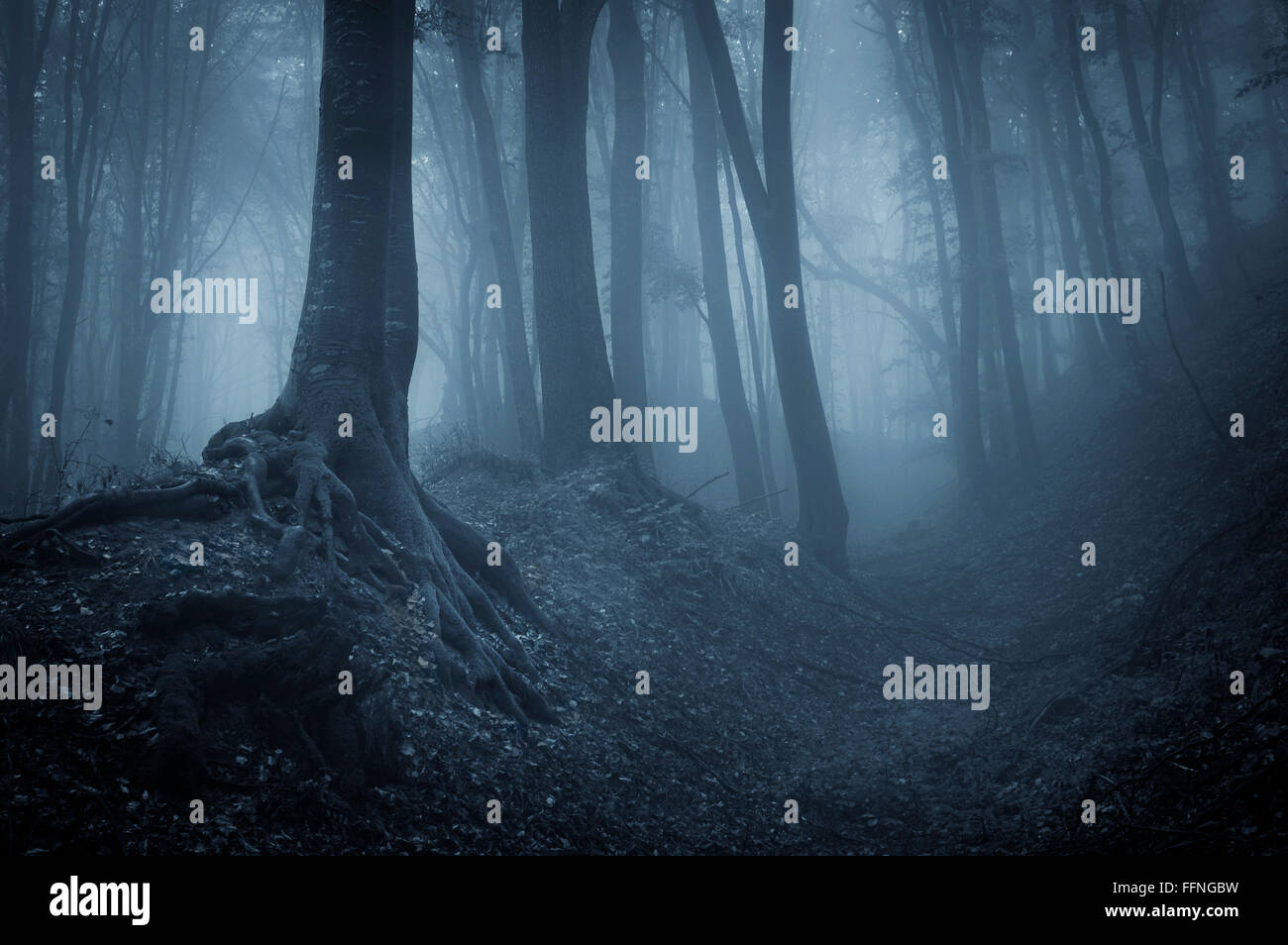 Dark forest in fog at night Stock Photo - Alamy