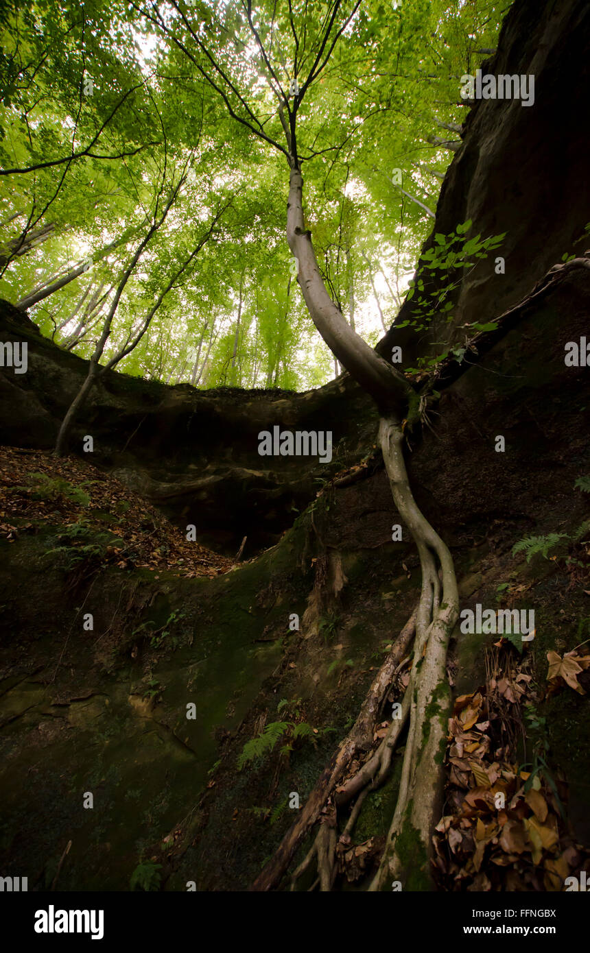 tree on cliff in green forest Stock Photo - Alamy