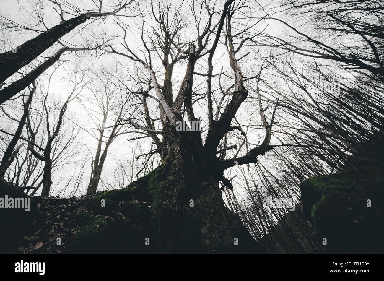 Scary tree silhouette hi-res stock photography and images - Alamy