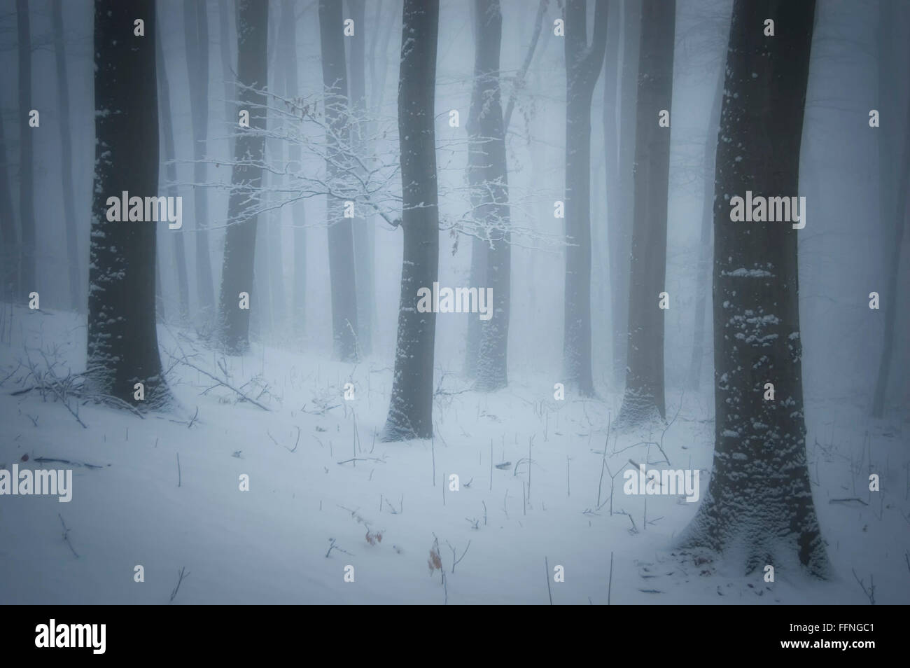 winter in forest with snow and fog Stock Photo - Alamy