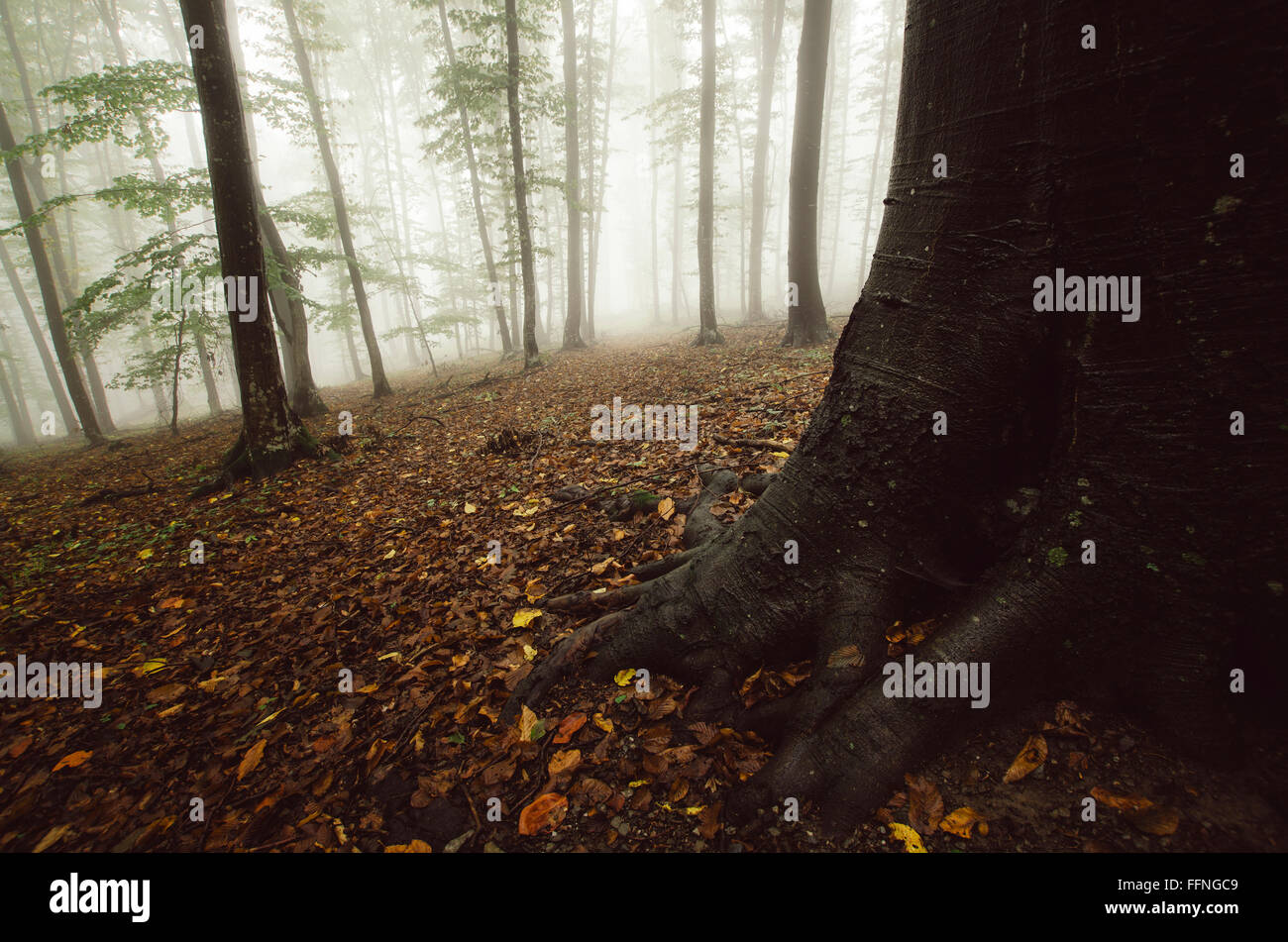 Rainy day in the woods. Forest landscape with wet tree trunk and roots ...