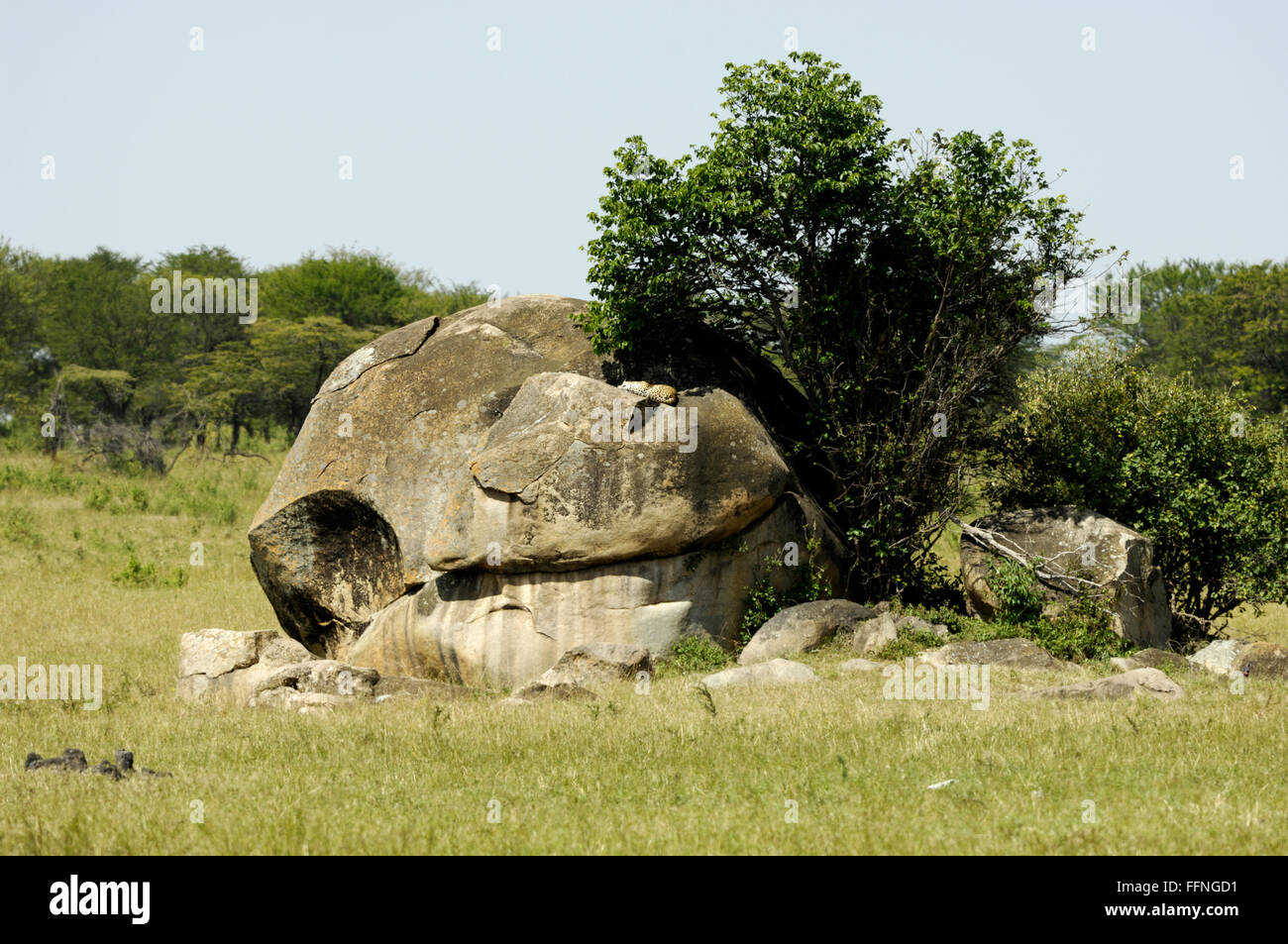 Kopje serengeti hi-res stock photography and images - Alamy