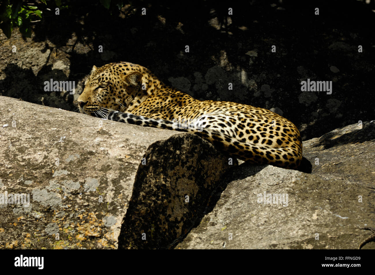 Leopard rock tanzania hi-res stock photography and images - Alamy