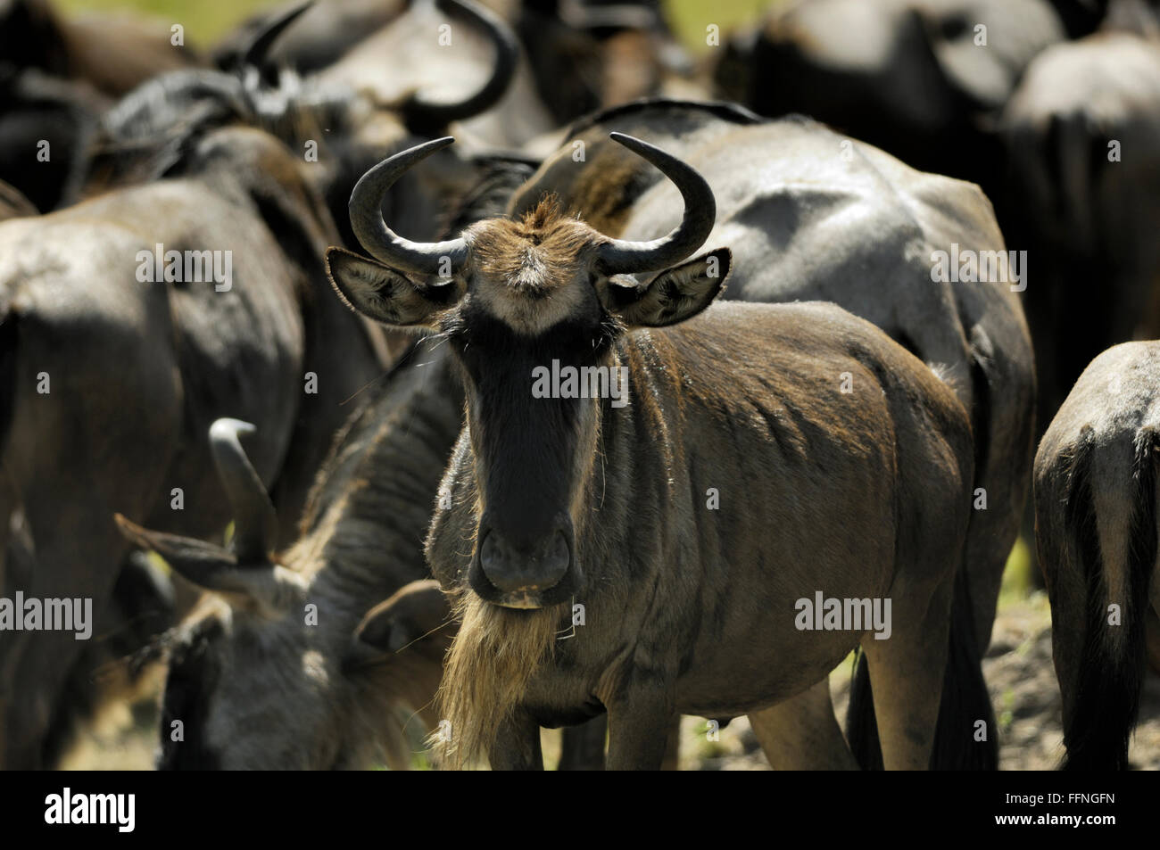 Wildebeest face hi-res stock photography and images - Alamy