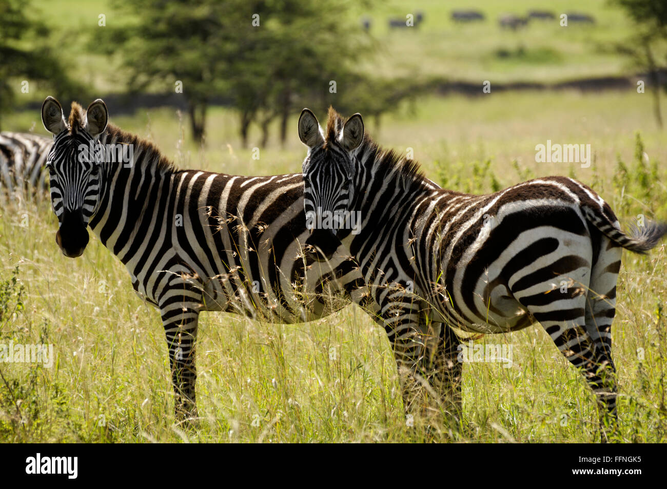 Zebra in the Serengeti Stock Photo - Alamy