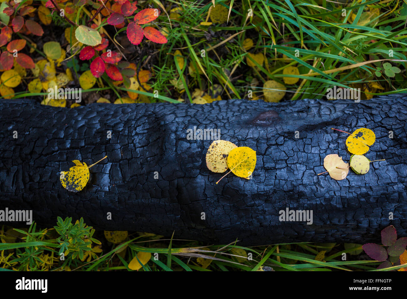 Bow Valley Parkway, forest, burned tree, Banff Nationalpark, Alberta ...