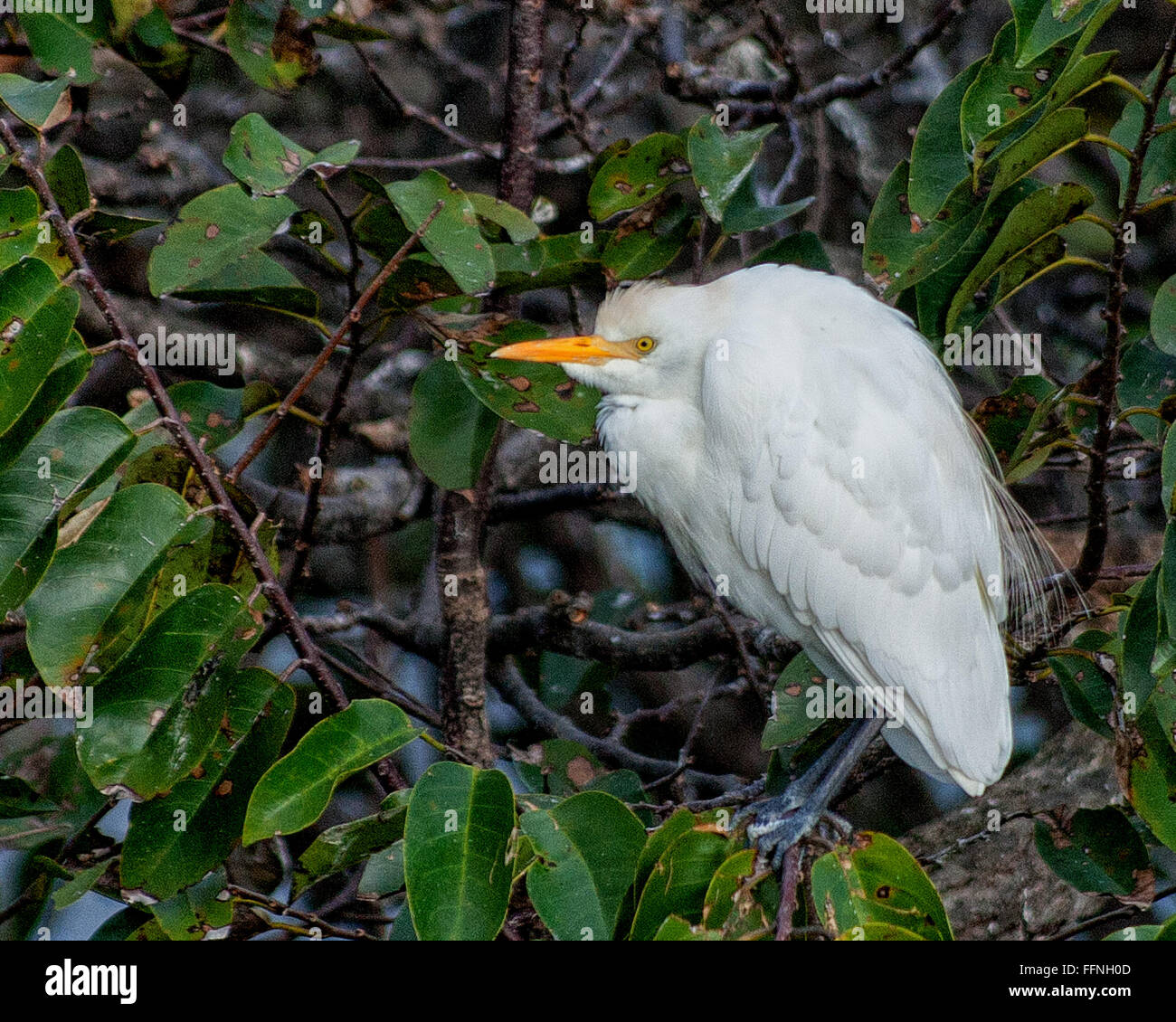 Delray Beach, Palm Beach County, USA. 23rd Jan, 2016. A Cattle Egret ...