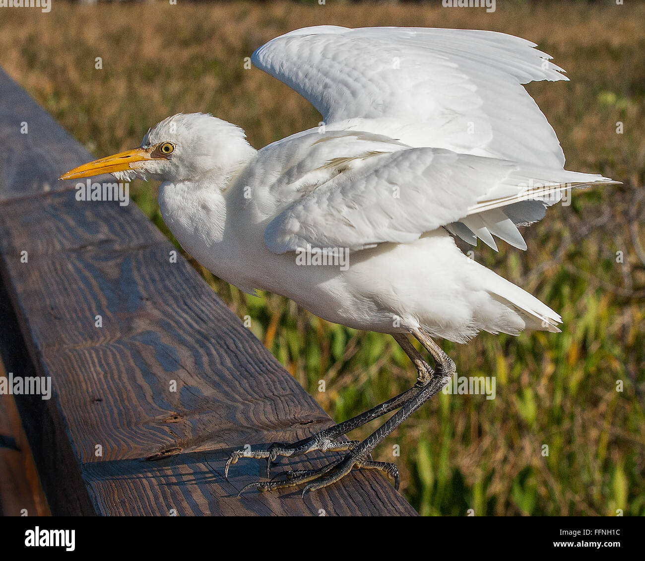 Delray Beach, Palm Beach County, USA. 23rd Jan, 2016. A Cattle Egret ...