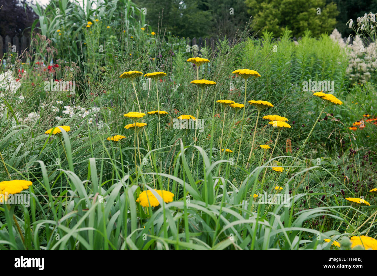 ACHILLEA FILIPENDULA GOLD PLATE Stock Photo - Alamy