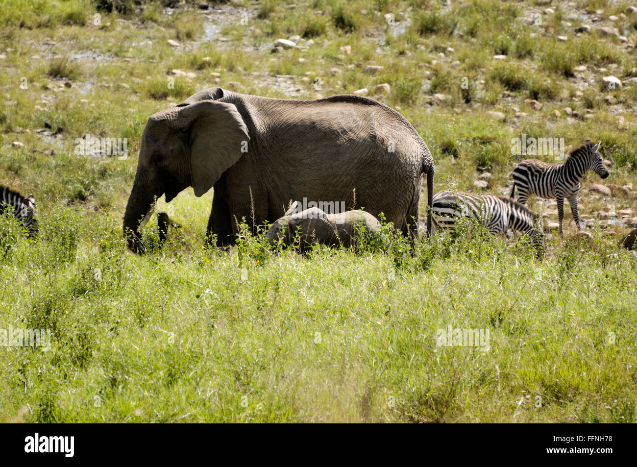 Baby zebra walking hi-res stock photography and images - Alamy