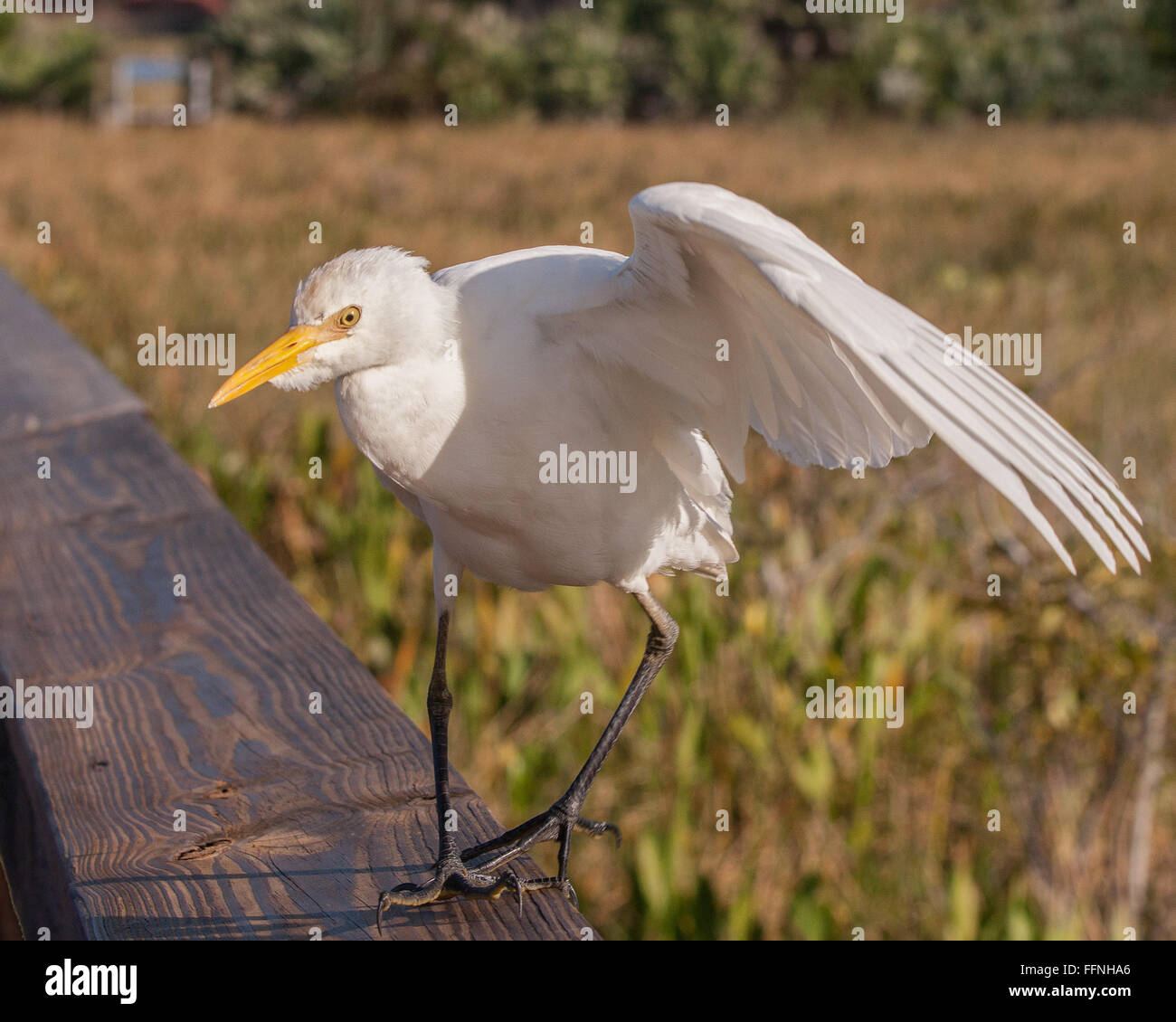 Delray Beach, Palm Beach County, USA. 23rd Jan, 2016. A Cattle Egret ...