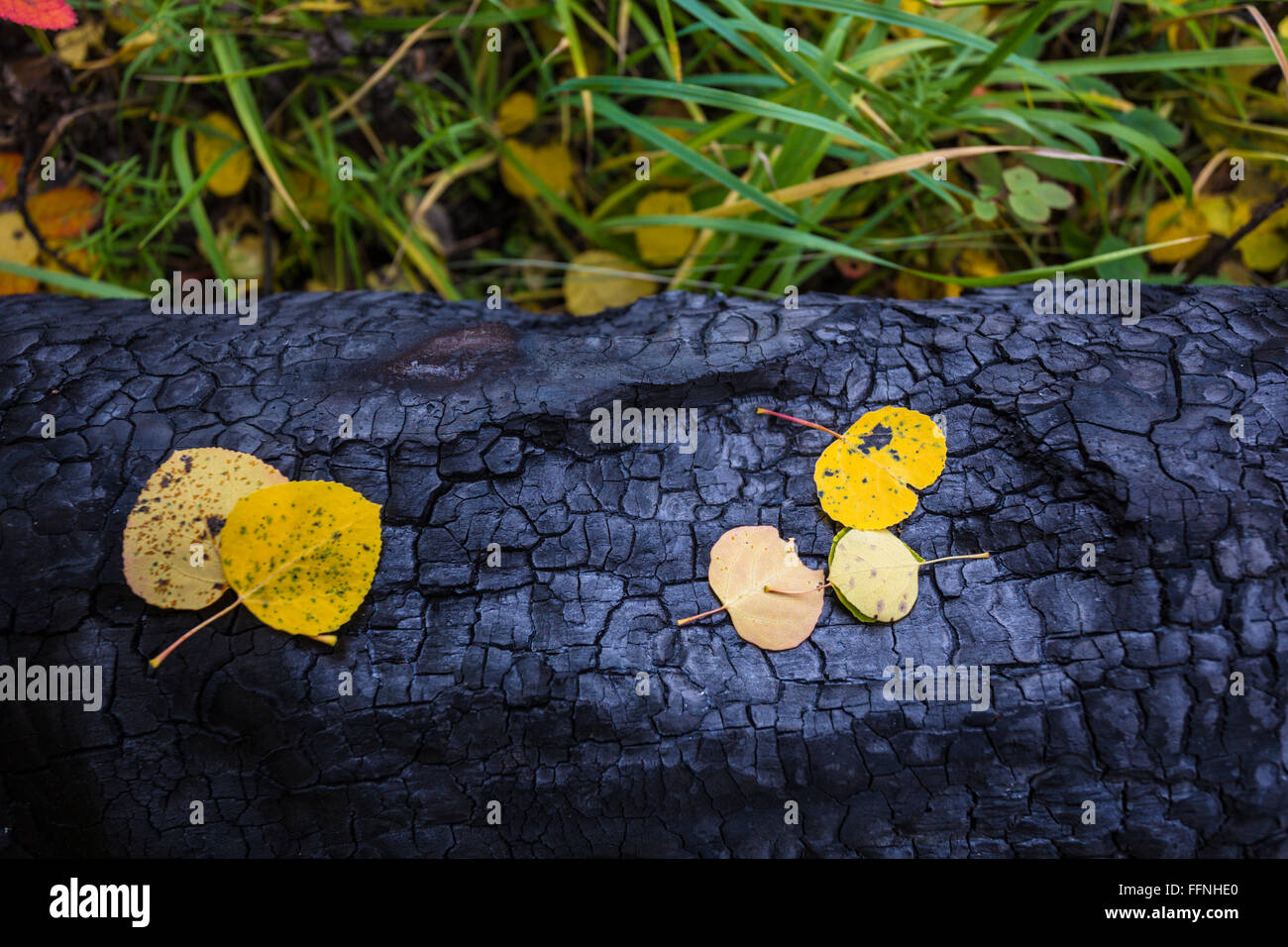 Bow Valley Parkway, forest, burned tree, Banff Nationalpark, Alberta ...