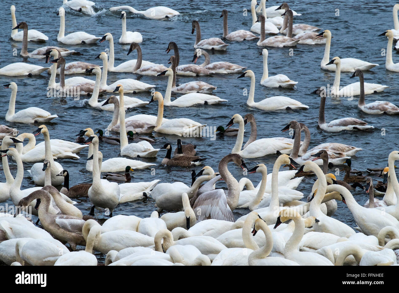 Trumpeter Swan flock feeding at Swan Park on the Mississippi River ...