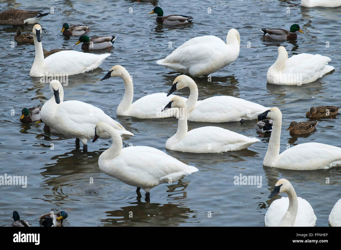 Trumpeter Swans and Mallards on the Mississippi River at Swan Park on ...