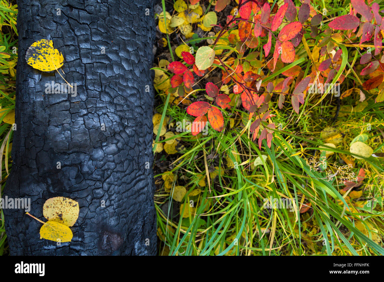 Bow Valley Parkway, forest, burned tree, Banff Nationalpark, Alberta ...
