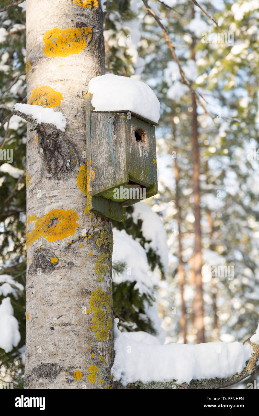 Asp tree hi-res stock photography and images - Alamy