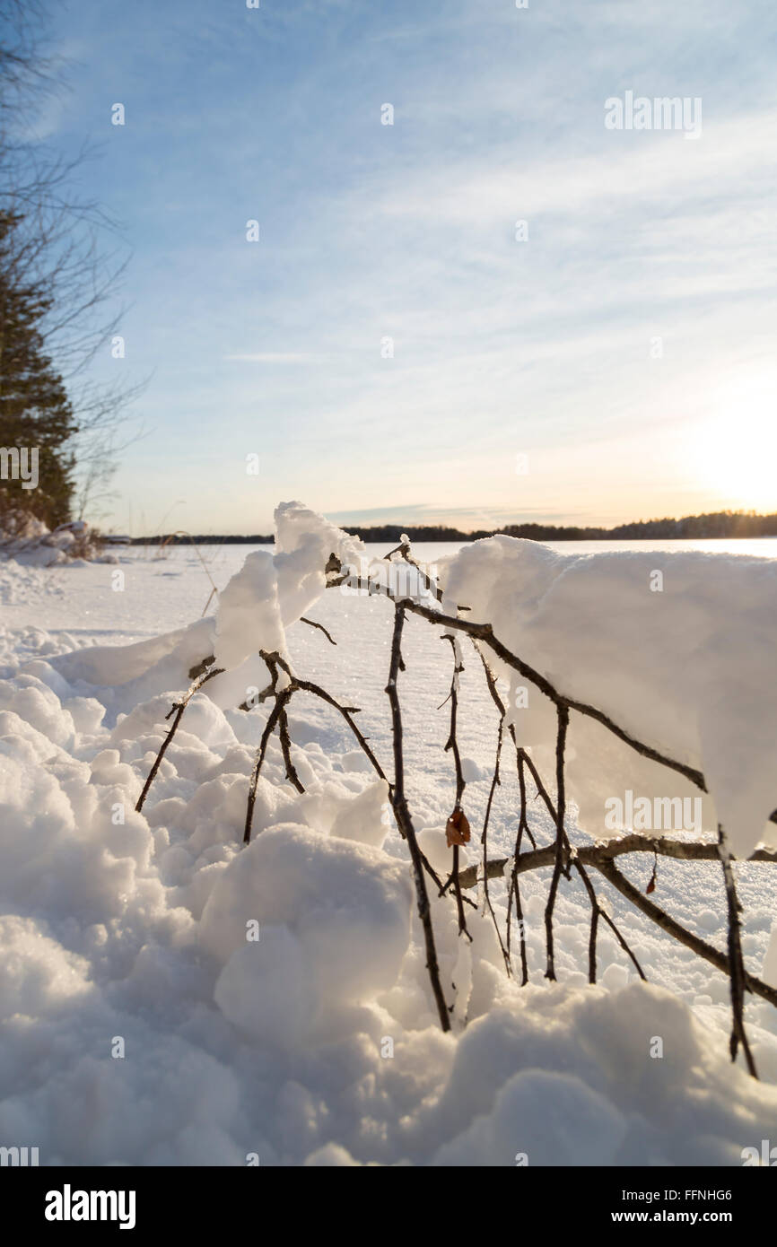 Birch Twig Covered in Snow by lake in Umea, Sweden Stock Photo - Alamy