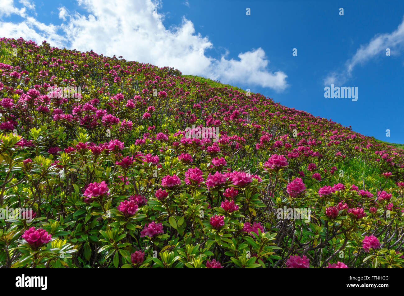Many bushes of blooming alpine roses in a slope against blue and white ...