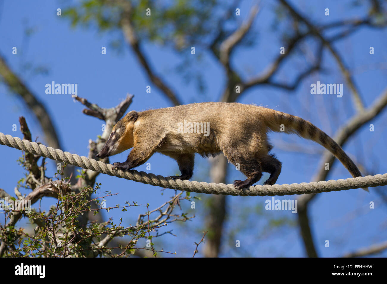 Durrell Wildlife Conservation Trust Stock Photo - Alamy