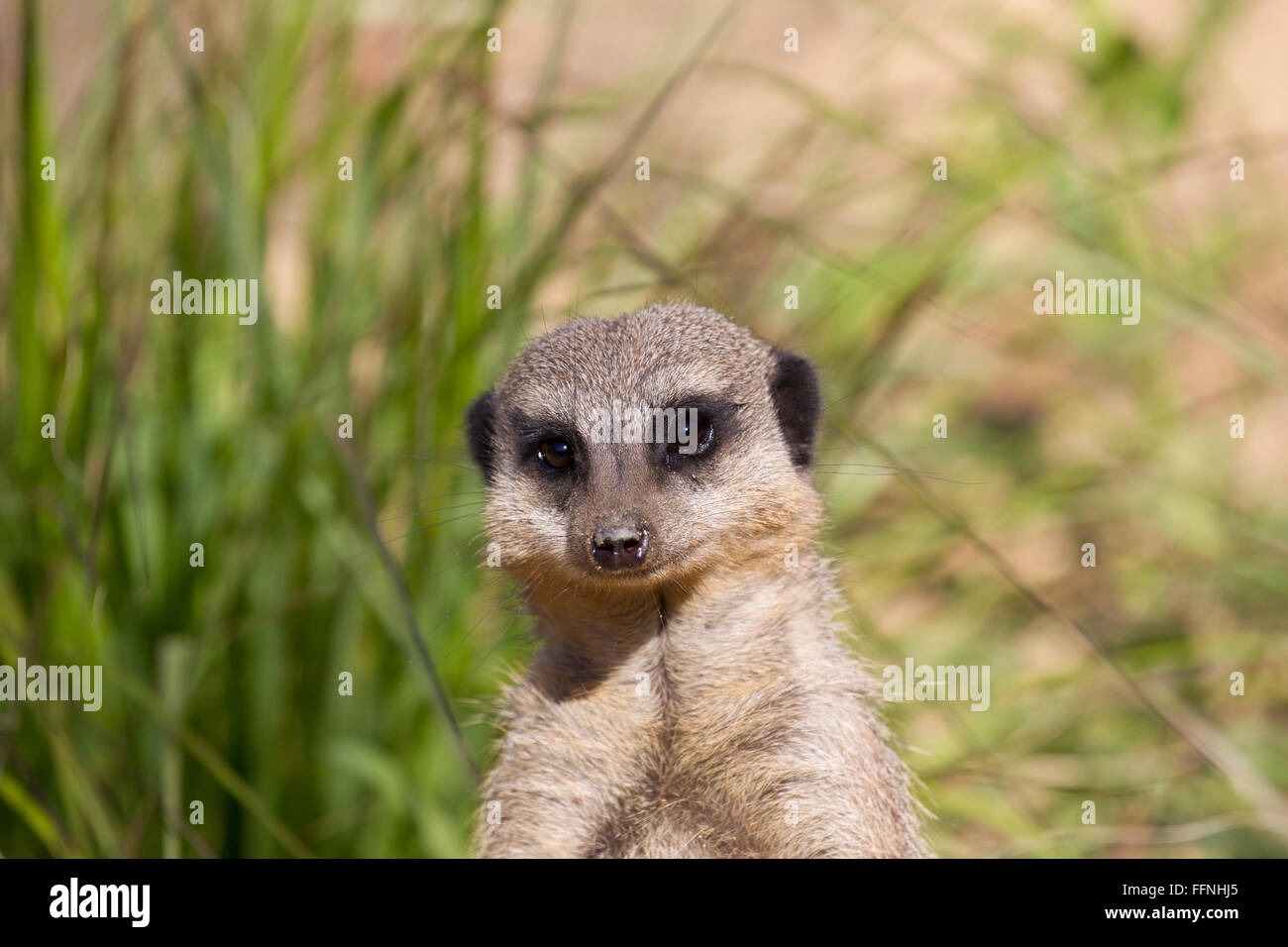 Durrell Wildlife Conservation Trust Stock Photo - Alamy