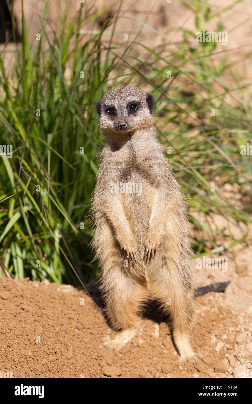 Gerald durrell conservation park hi-res stock photography and images ...