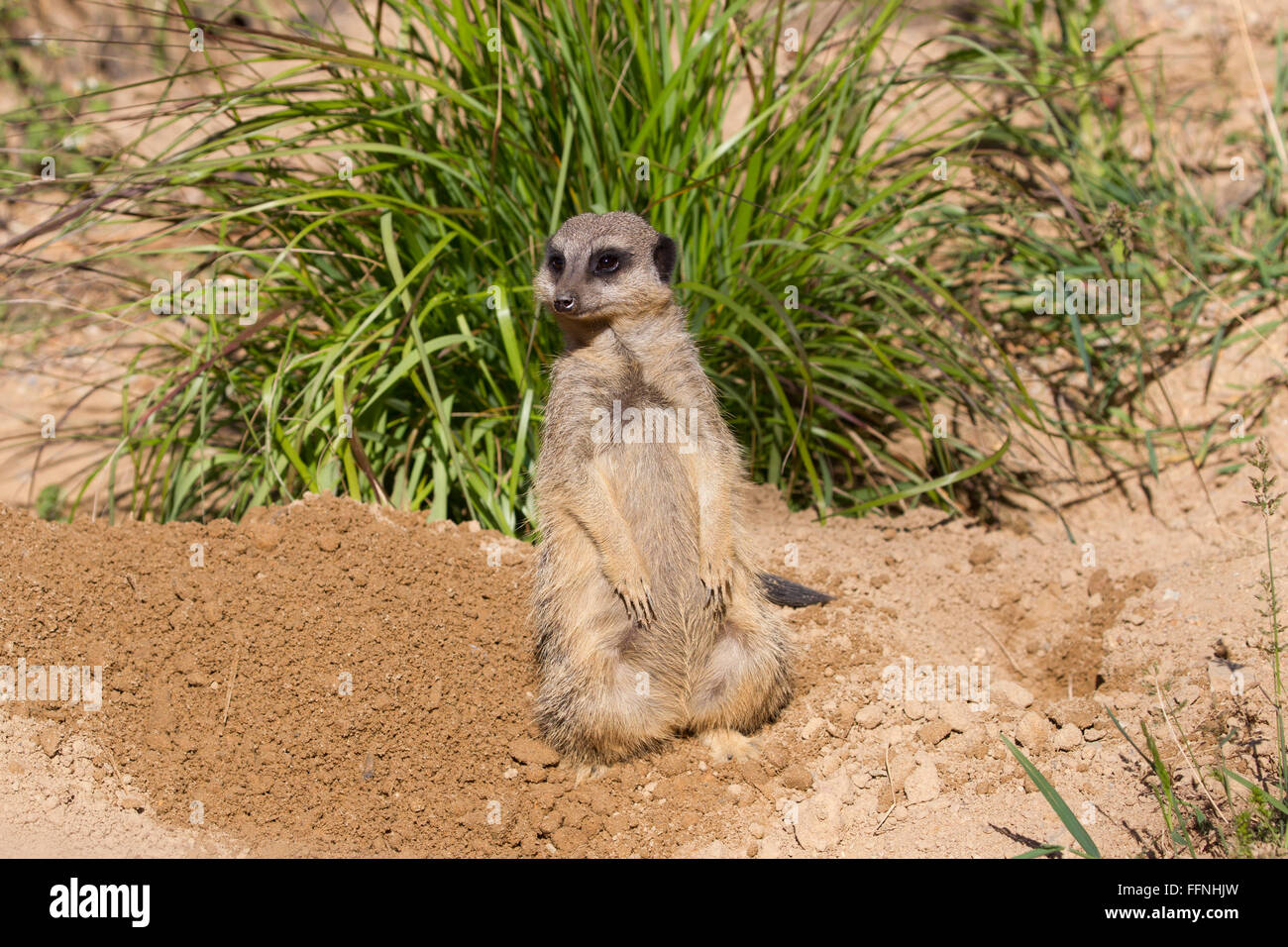 Gerald durrell conservation park hi-res stock photography and images ...