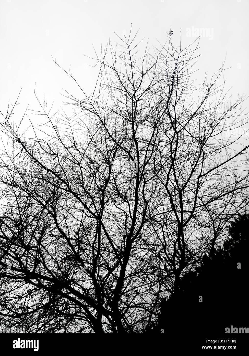 Winter Tree branches texture against the sky Stock Photo - Alamy