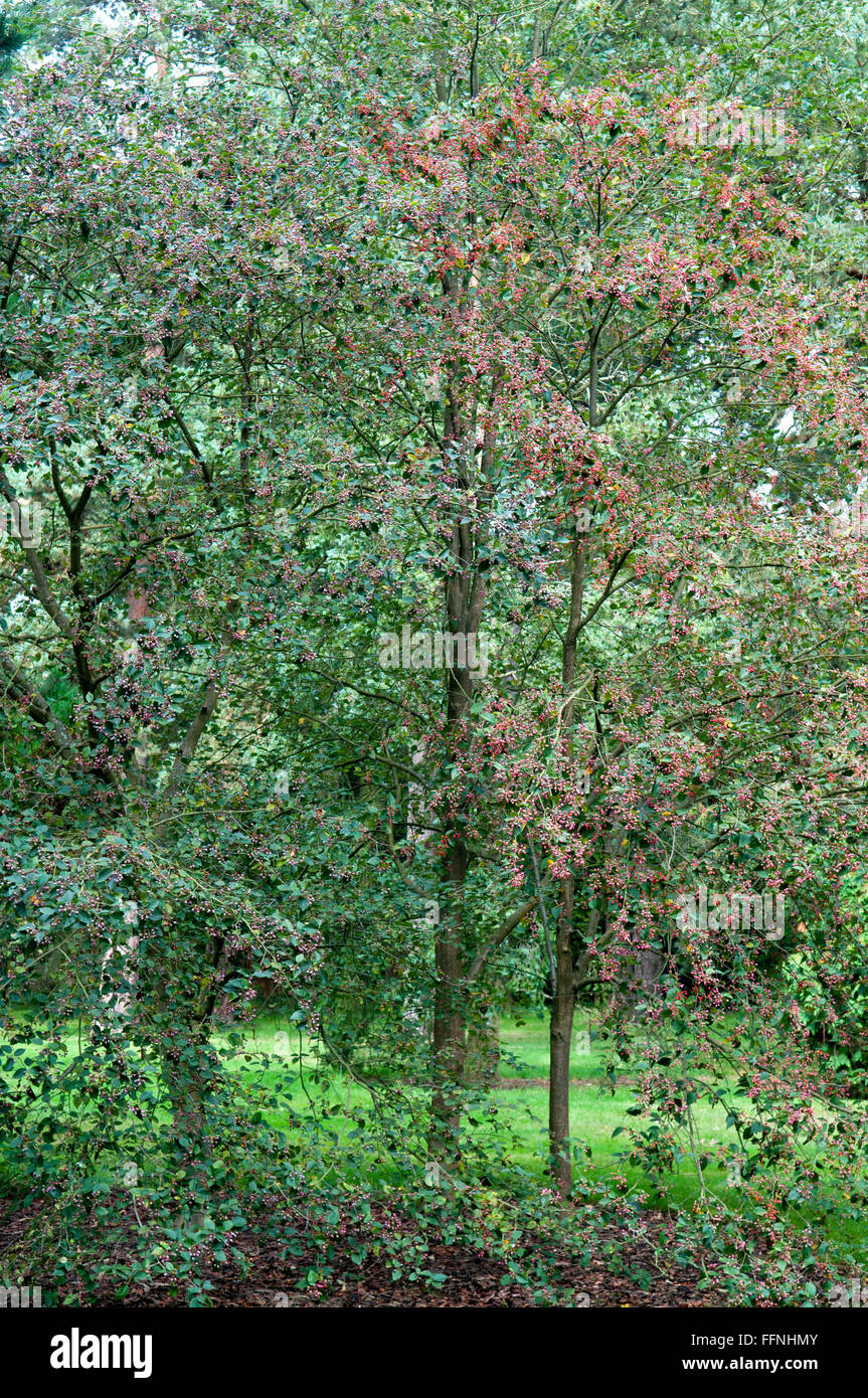 Sorbus trees hi-res stock photography and images - Alamy