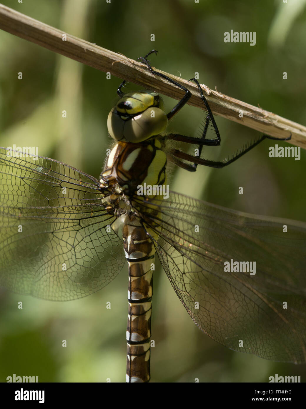 Female southern hawker dragonfly hi-res stock photography and images ...