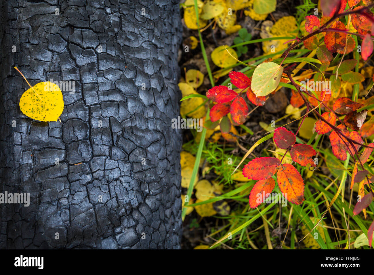 Bow Valley Parkway, forest, burned tree, Banff Nationalpark, Alberta ...
