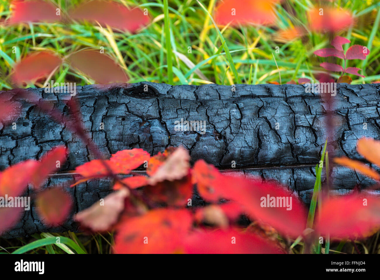 Bow Valley Parkway, forest, burned tree, Banff Nationalpark, Alberta ...