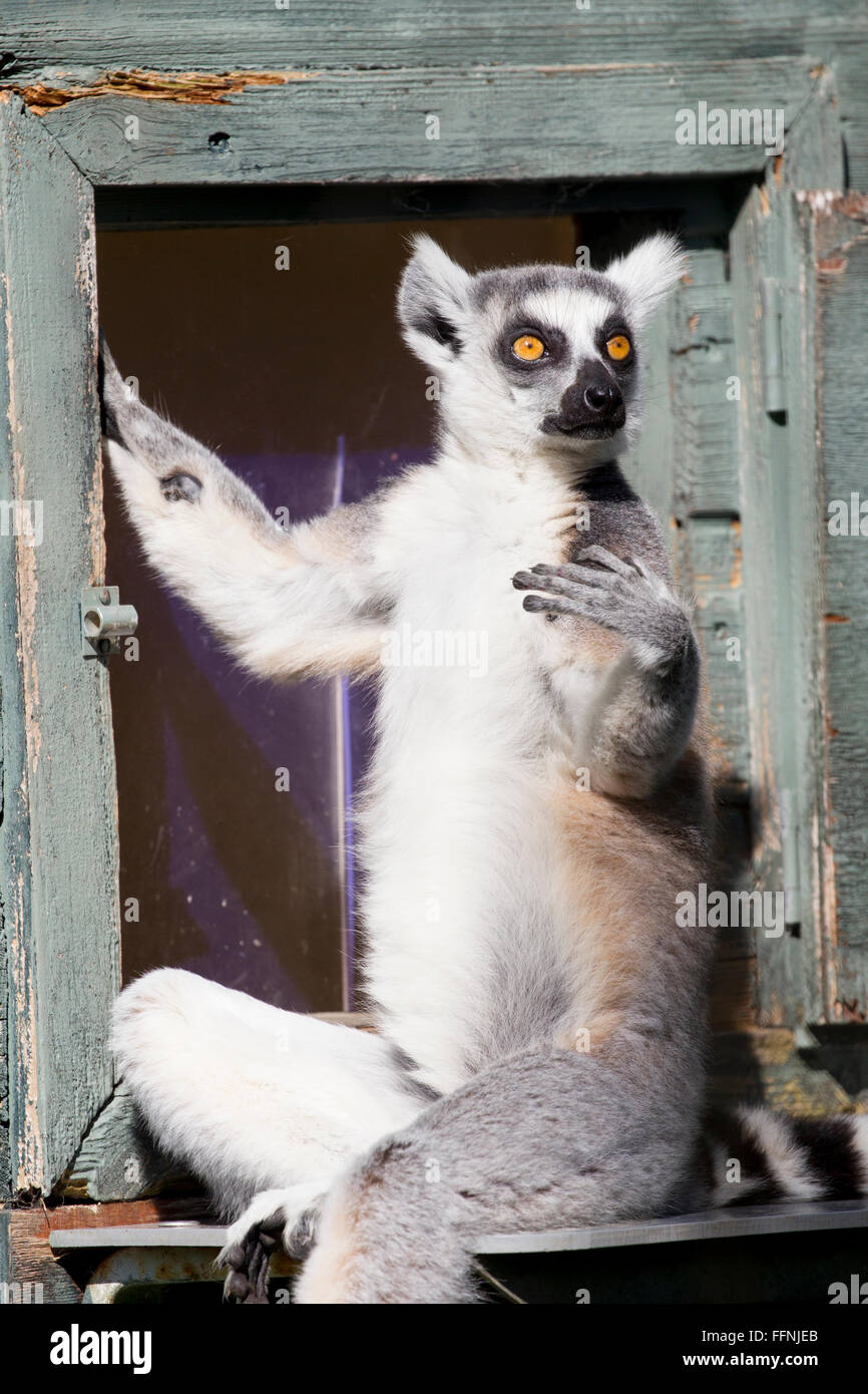 Durrell Wildlife Conservation Trust Stock Photo - Alamy
